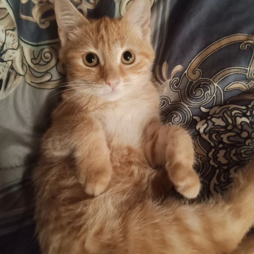 Зая 3 мес в хорошие руки