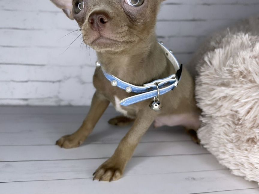 Luxury mini мальчик