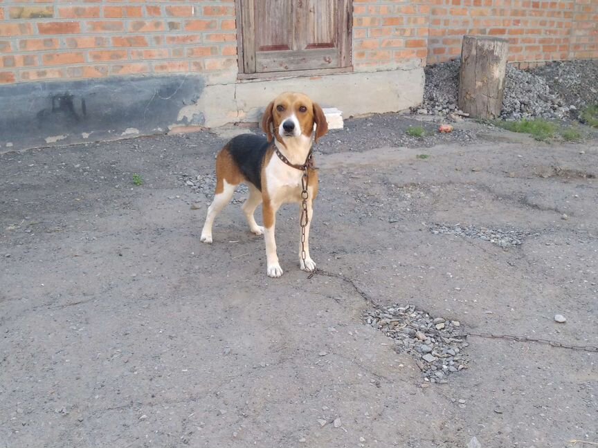 Эстонская гончая вязка