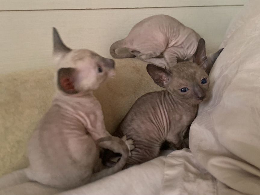 Котята корниш-рекс