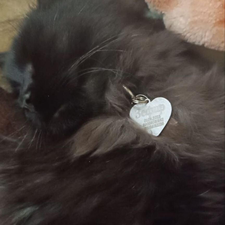 Кот Зефир