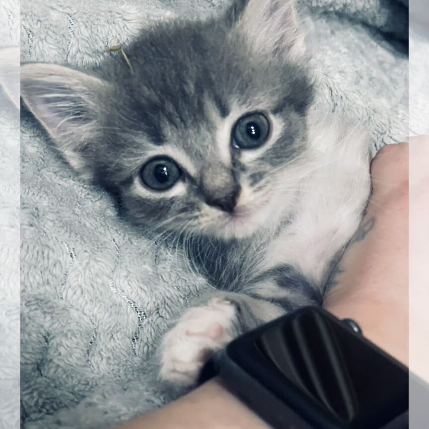 Британский длинношёрстный котёнок