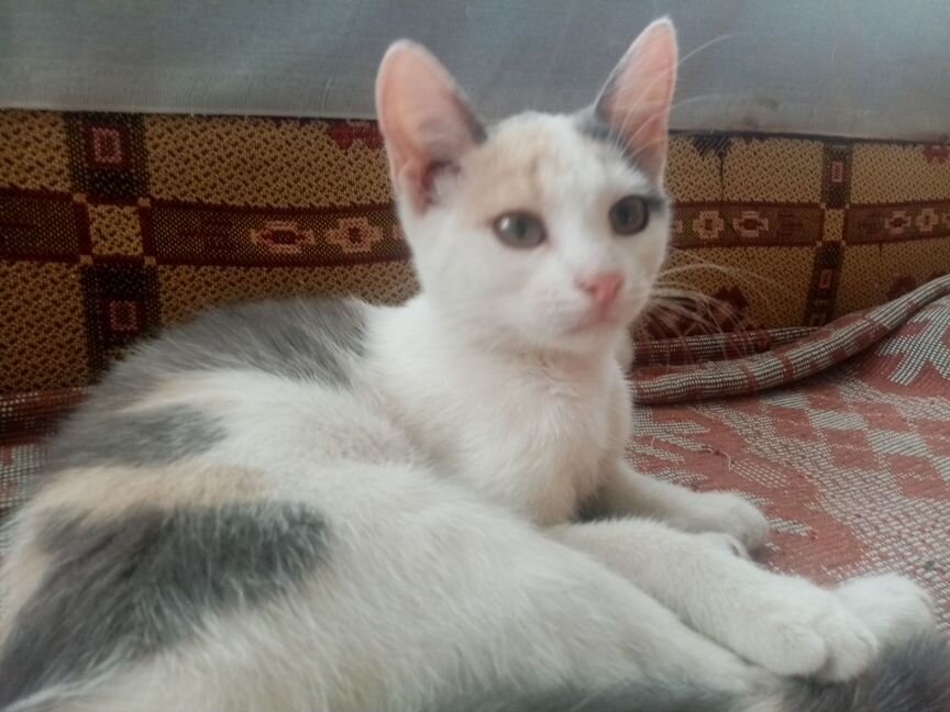 Кошка