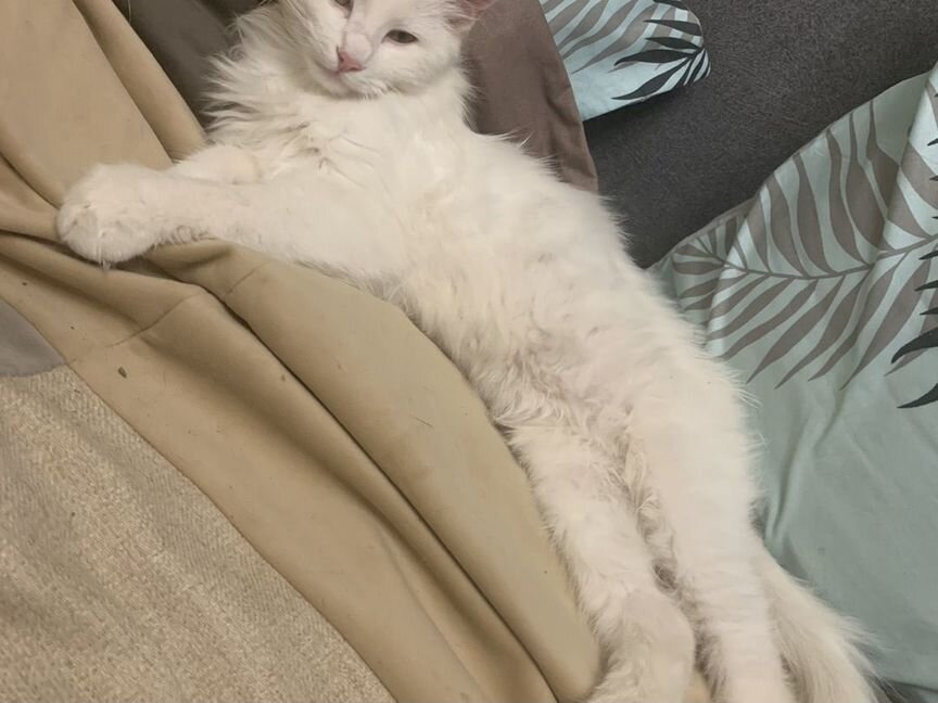 Молодой котик в дар