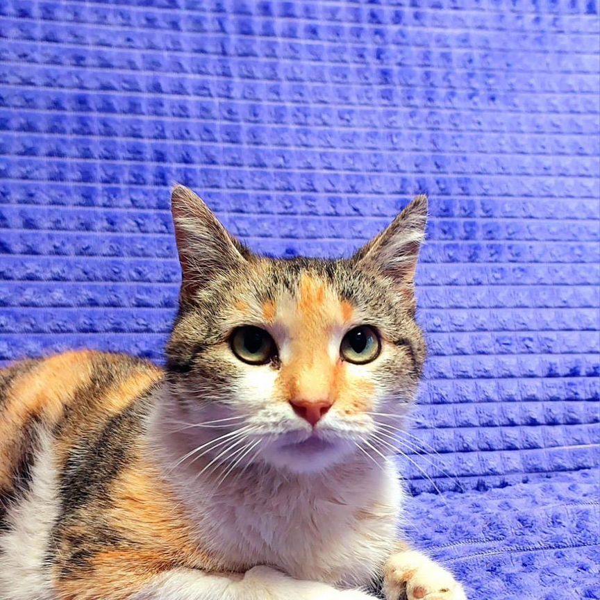 Стерилизованная Мисси