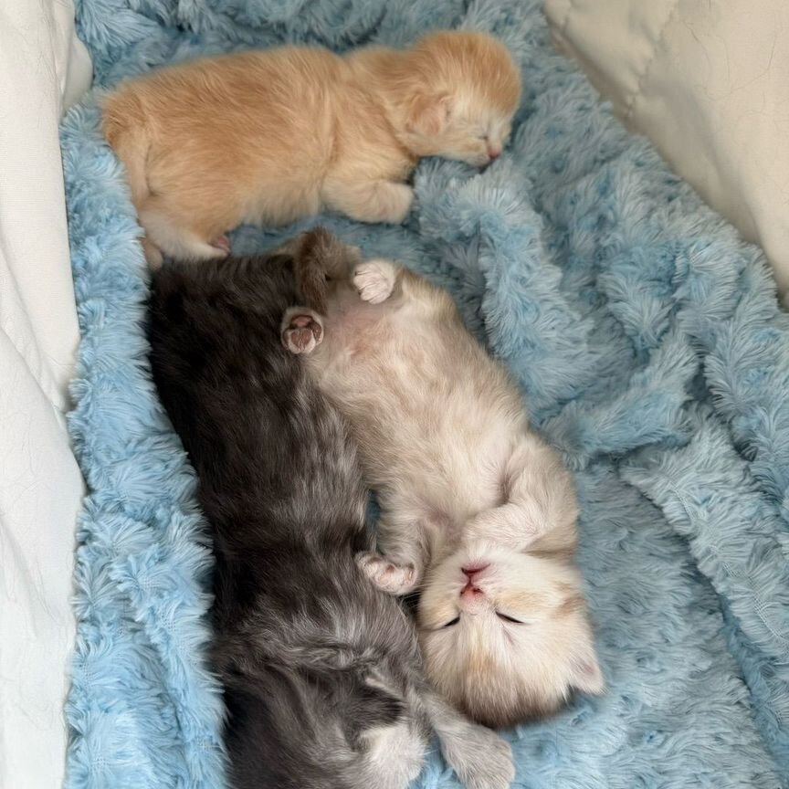 Шотландская