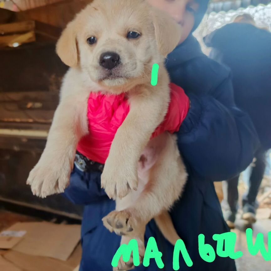 Маленький щенок Алмаз в подарок