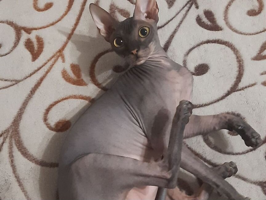 Сфинкс девочка ждёт кота