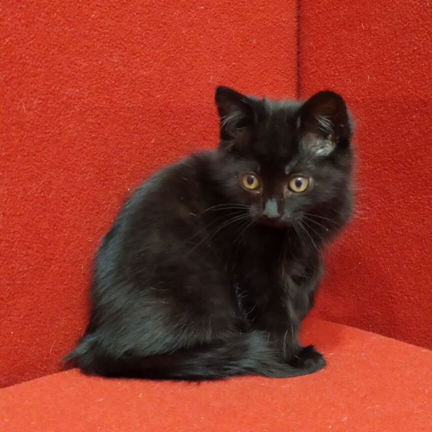 Чёрная Тучка в хорошие руки