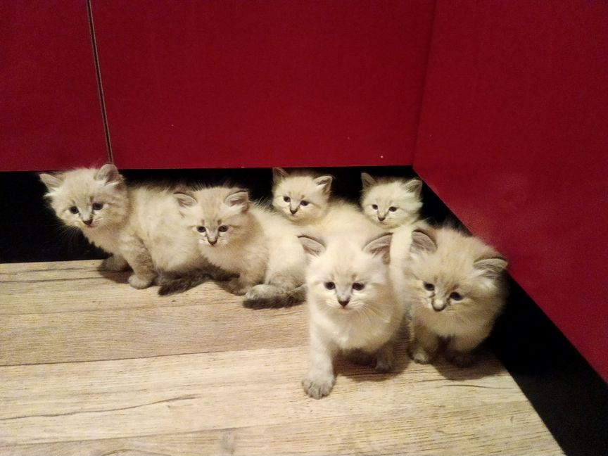 Котята Невские маскарадные