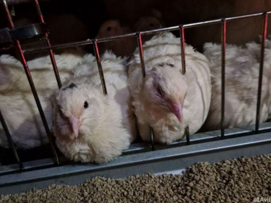 Продам цыплят перепелок суточных и подрощенных