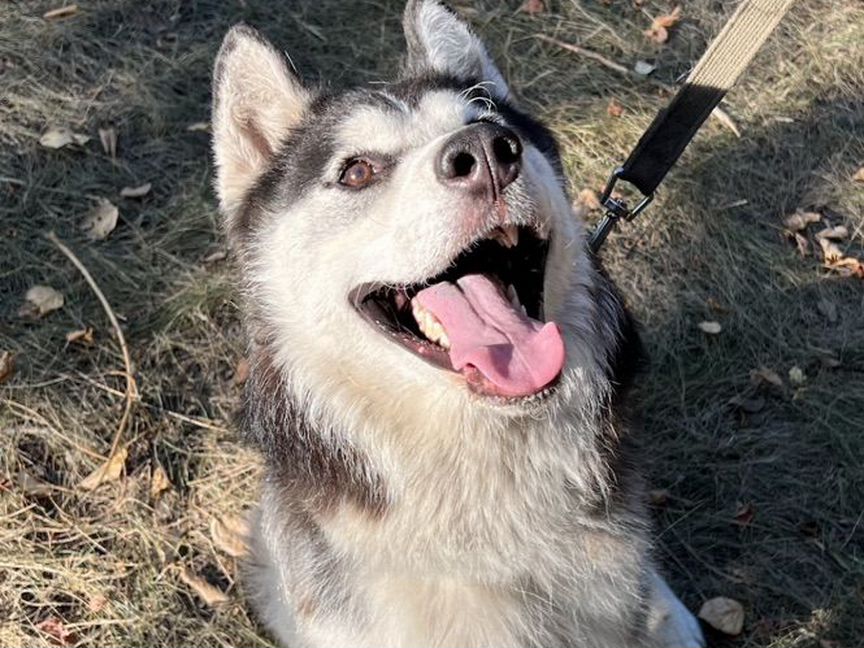 Пес Харли ищет семью