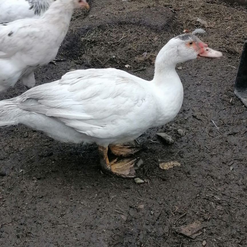 Мускусные утки