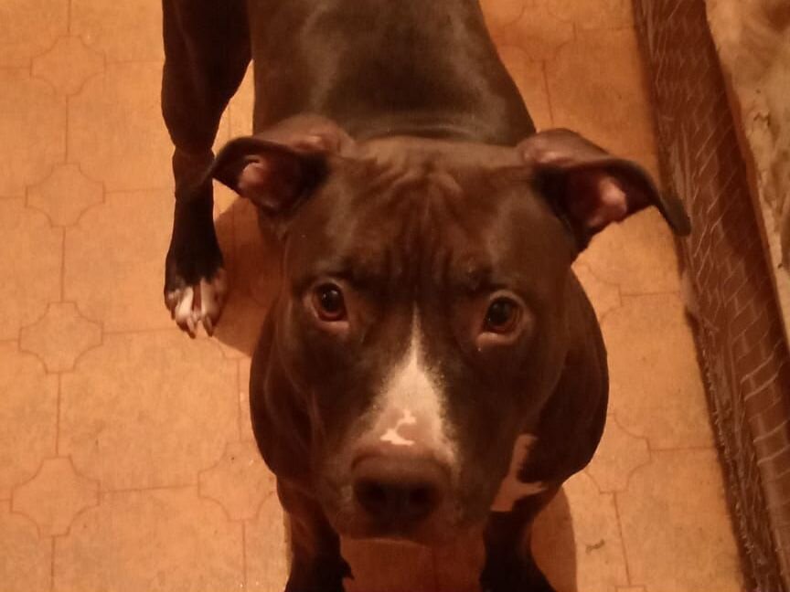 Щенки Стафф бесплатно