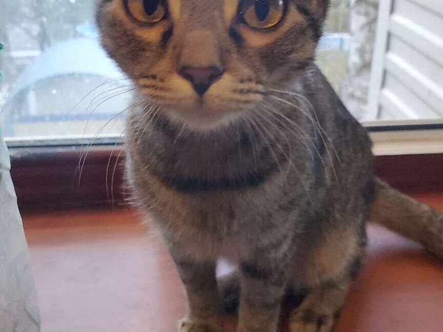 Кошка