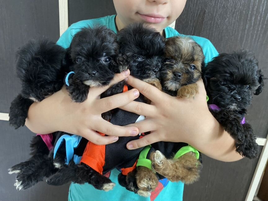 Девочки и мальчики ши -пу