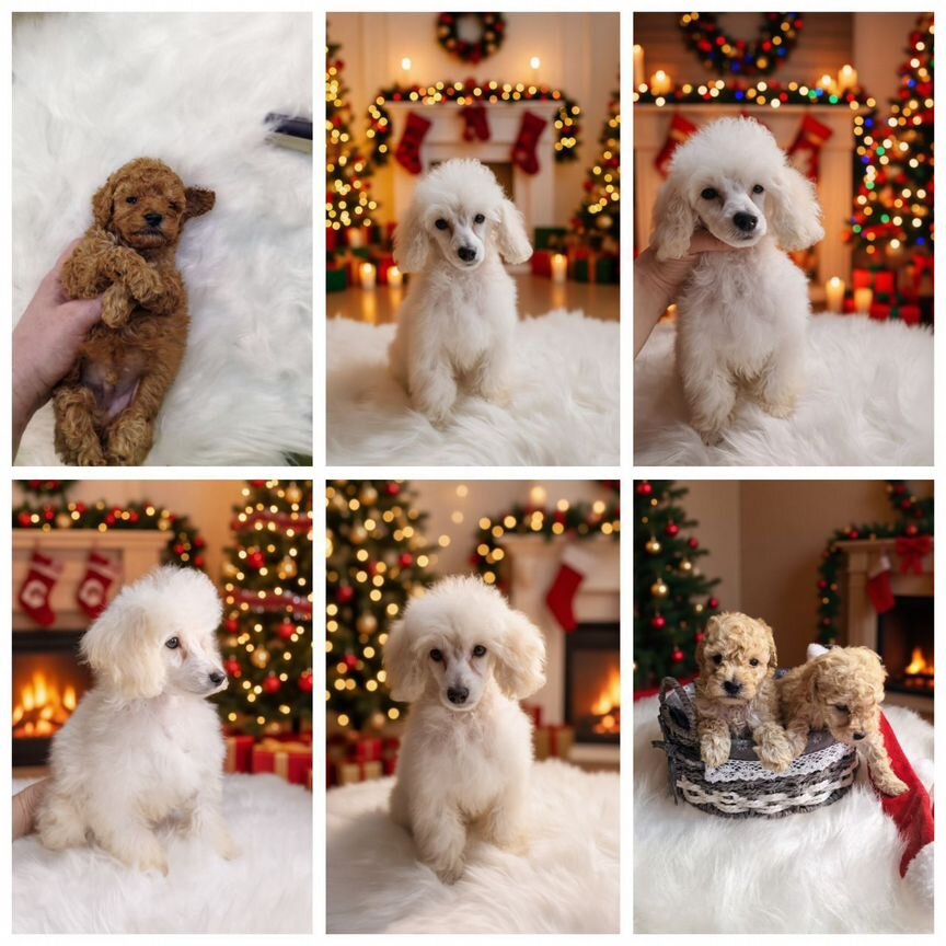 Той-пудель, щенок