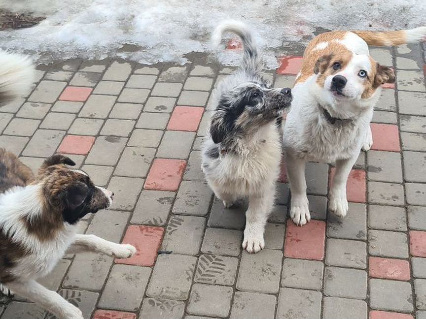 Щенки в добрые руки отдам бесплатно