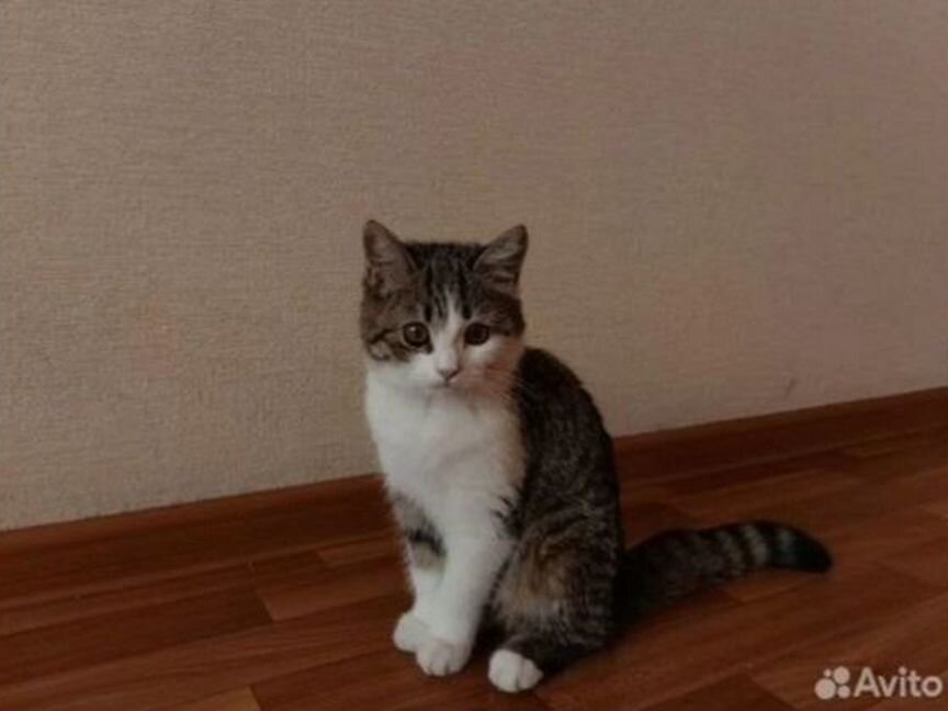 Кошка 10 месяцев в добрые руки