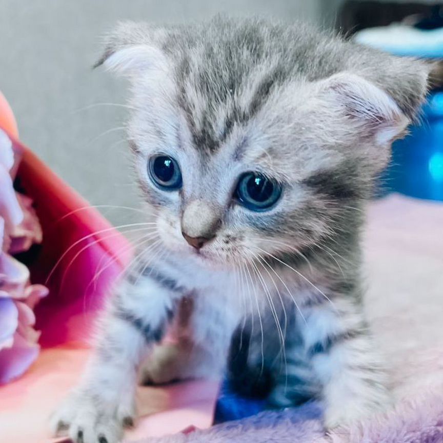 Шотландский вислоухий котенок малышка