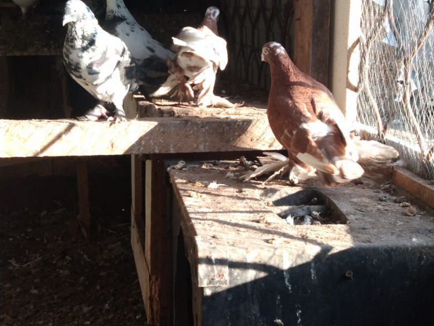 Голуби узбекские