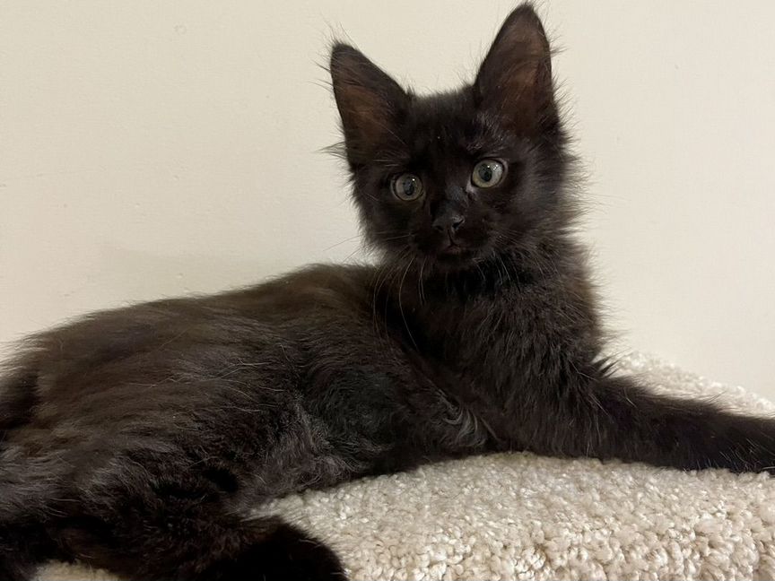 Котенок черный пушистый девочка