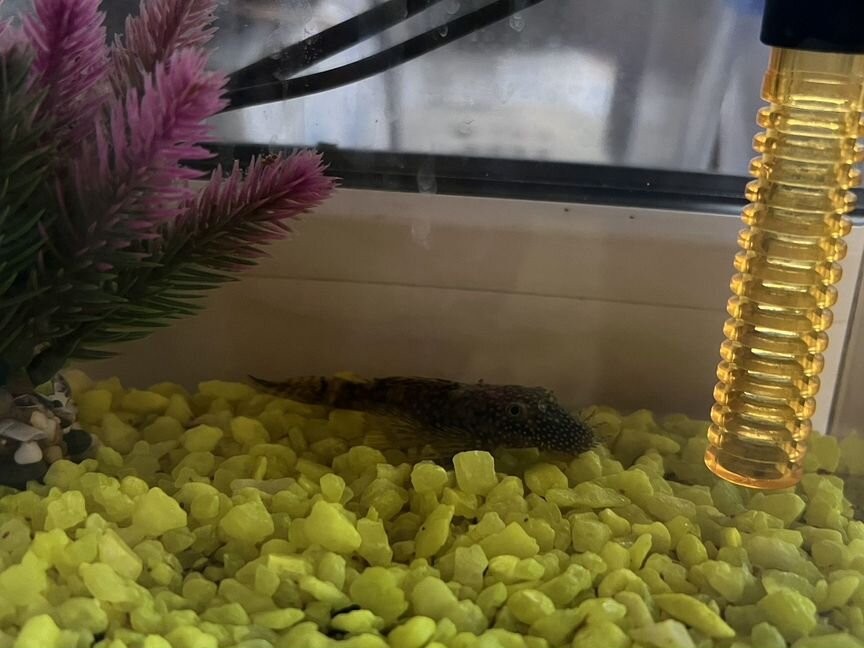 Сомик анцитрус