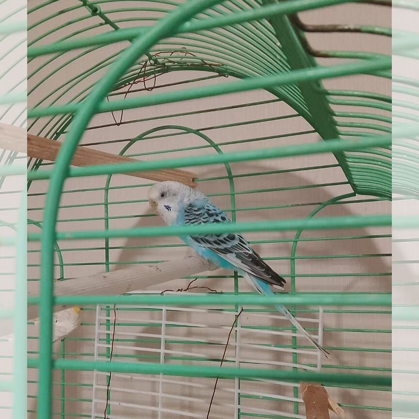 Волнистый попугай самка