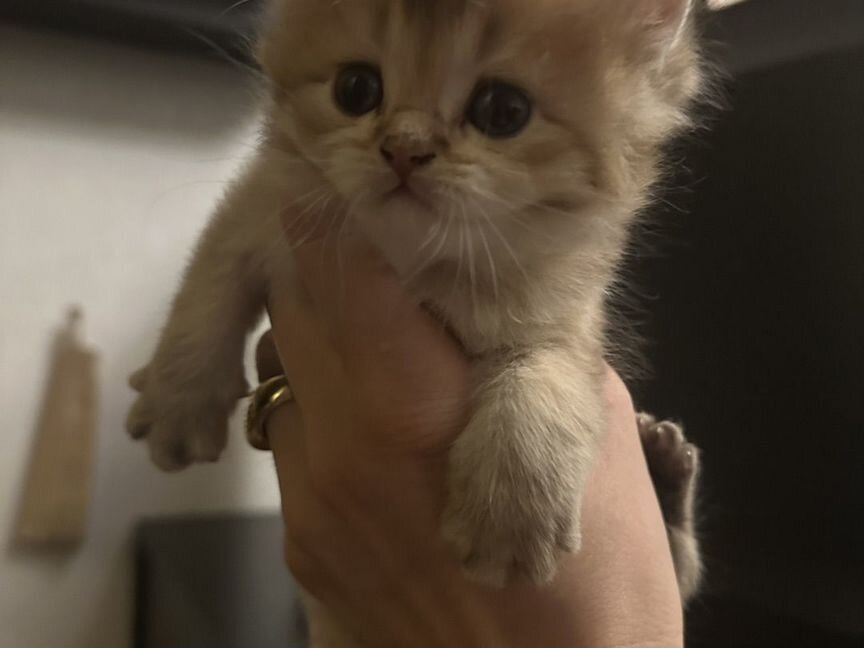 Белая британская кошка