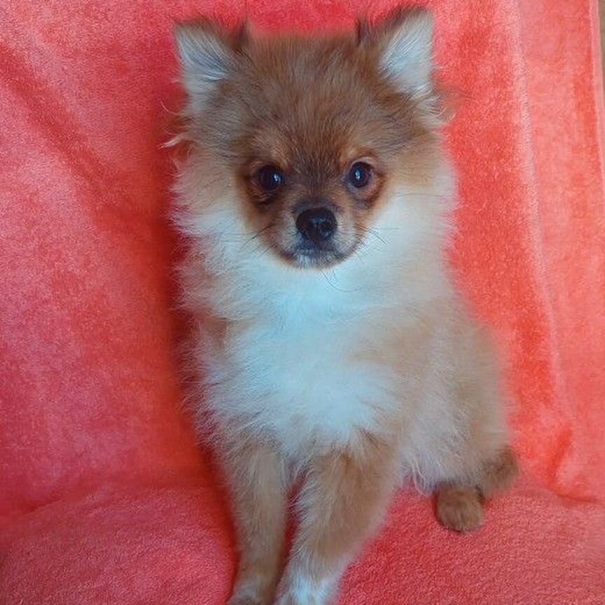 Рыжая красавица