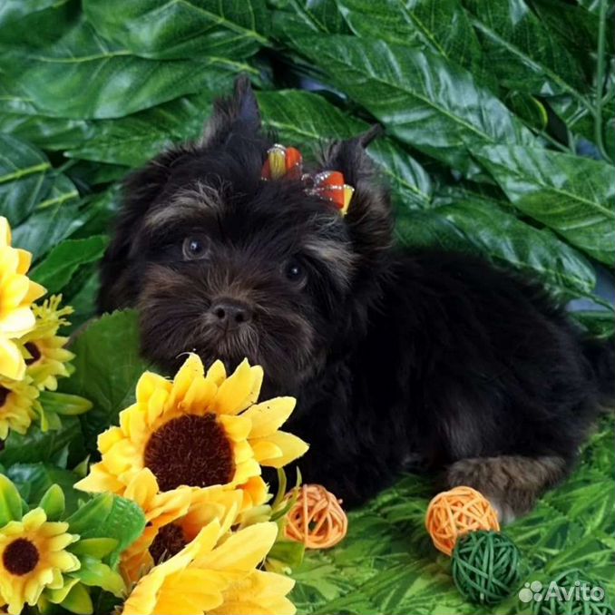 Самый красивый мальчик Шоколадный йорк