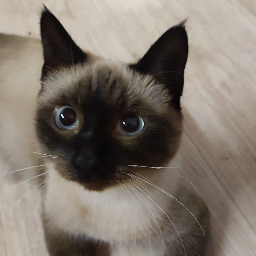 Отдам в добрые руки