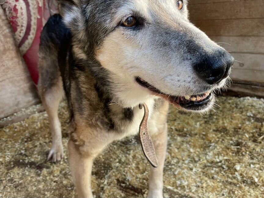 Лиза ждёт гостей