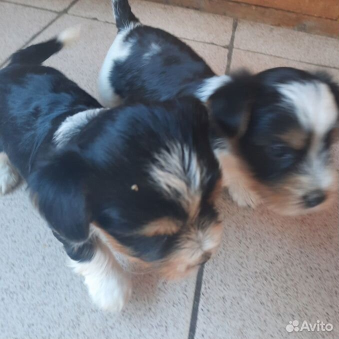 Щенки бивер йорка