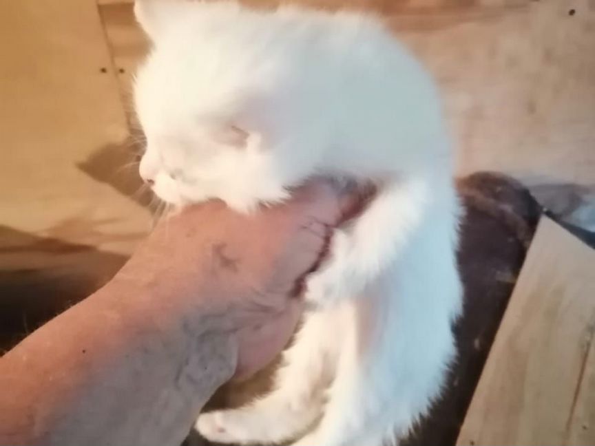 Котята блондины