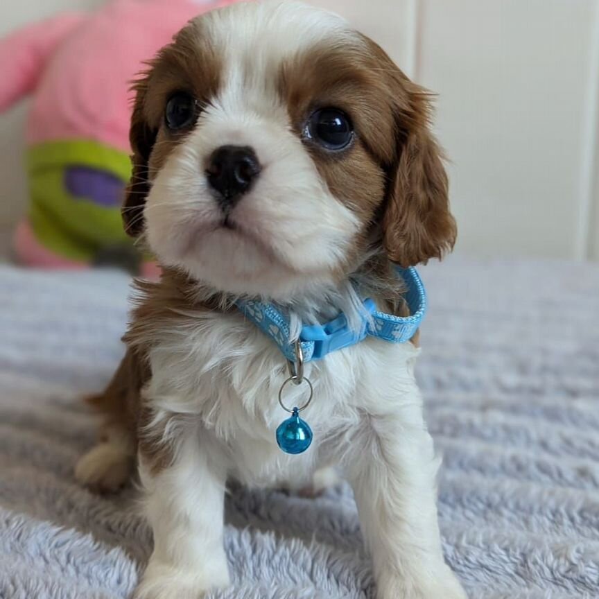 Мальчик мини кавалер бленхейм с РКФ