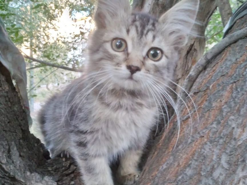Котята в добрые руки бесплатно