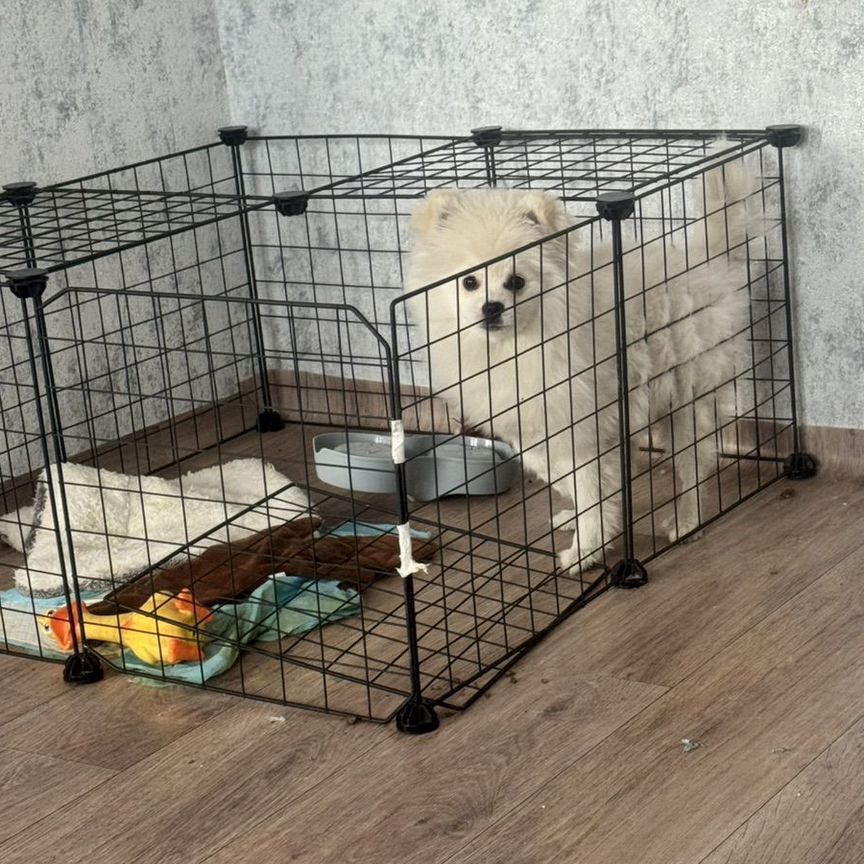 Померанский шпиц, щенок