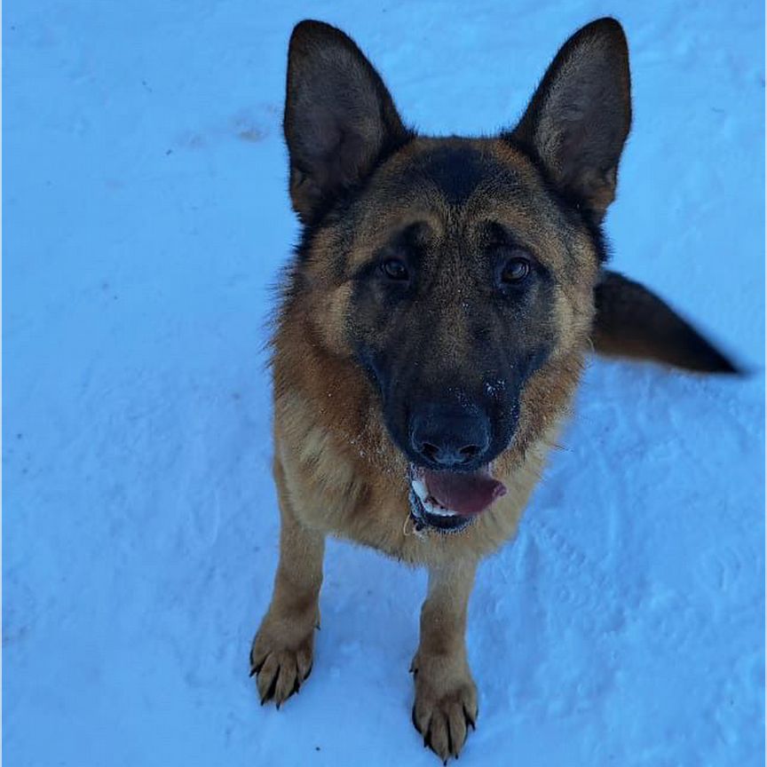 Немецкая овчарка