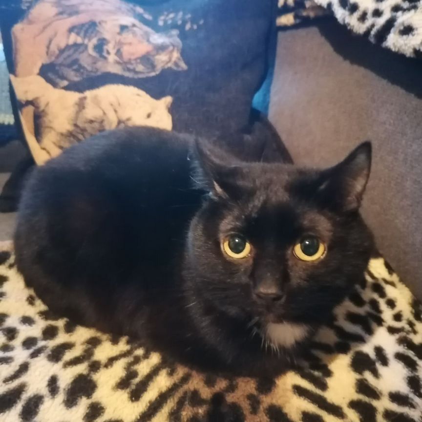 Чёрный котик