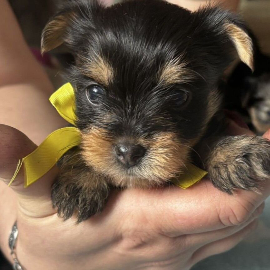 Йоркширский терьер миниГород челябинскцена 15000