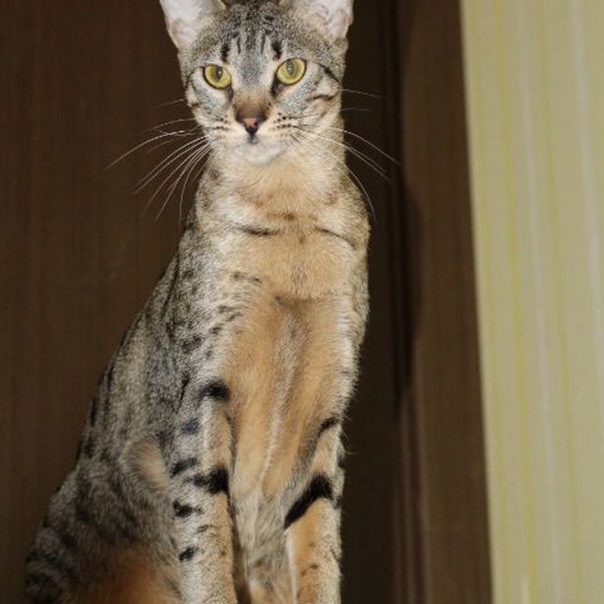 Кошечка саванна