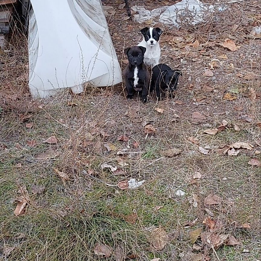 Верные друзья-охранники в добрые руки