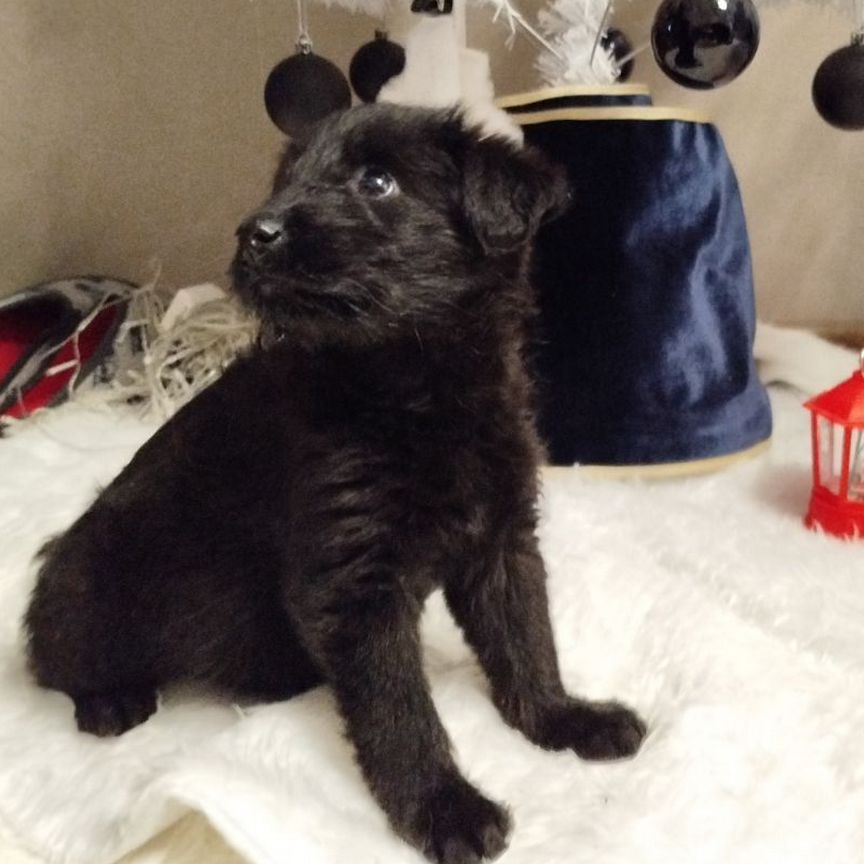 Эрдельтерьер, щенок