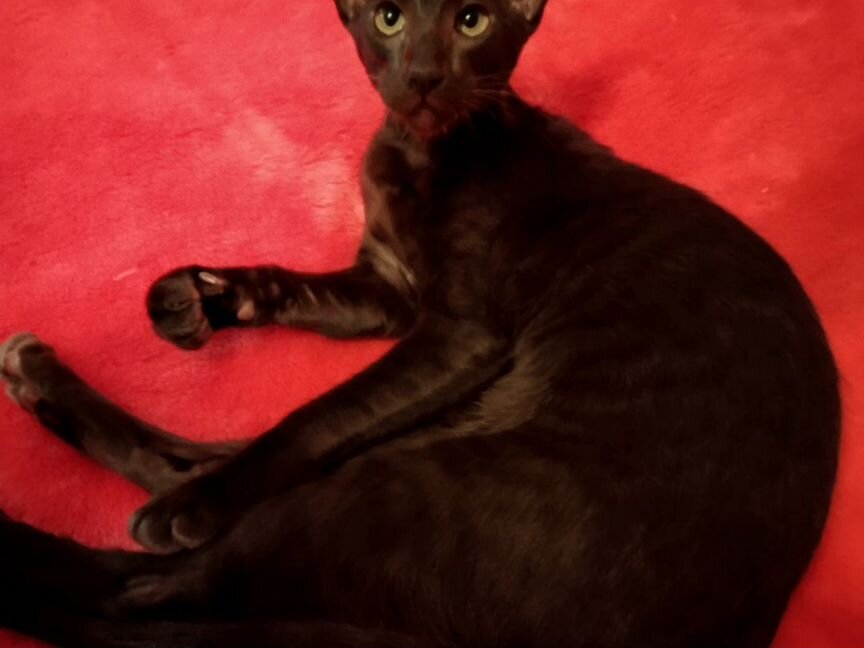 Орентальная девочка 5мес