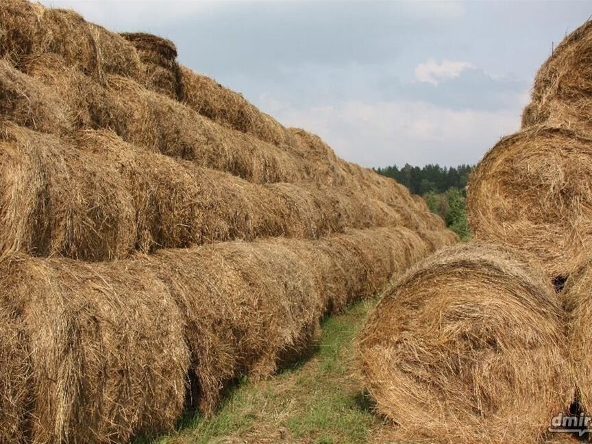 Сено трава люцерна, клевер, костер, эспарцет 2023г