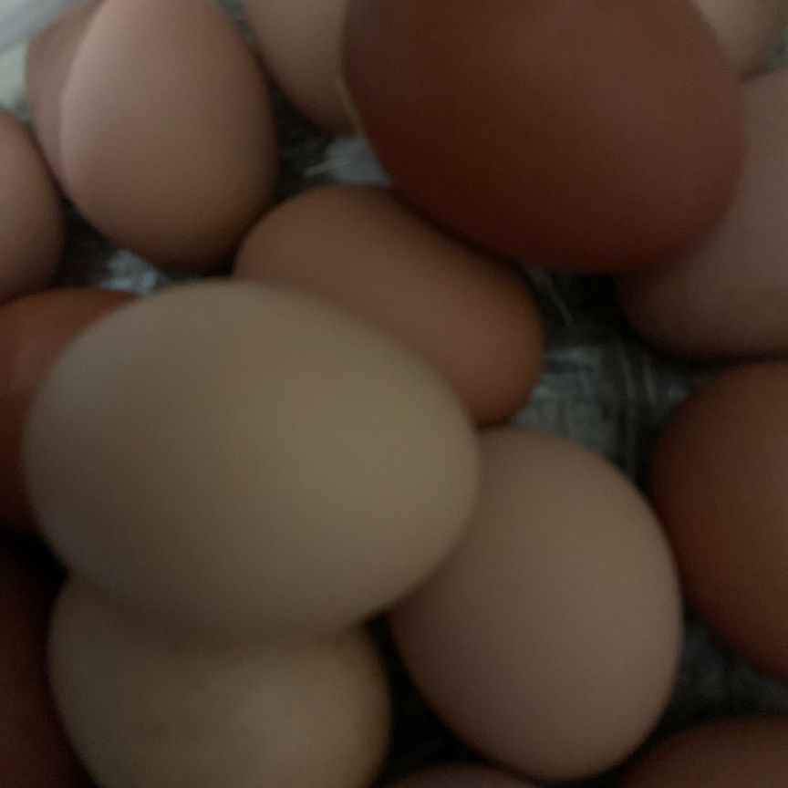 Домашние куриные яйца