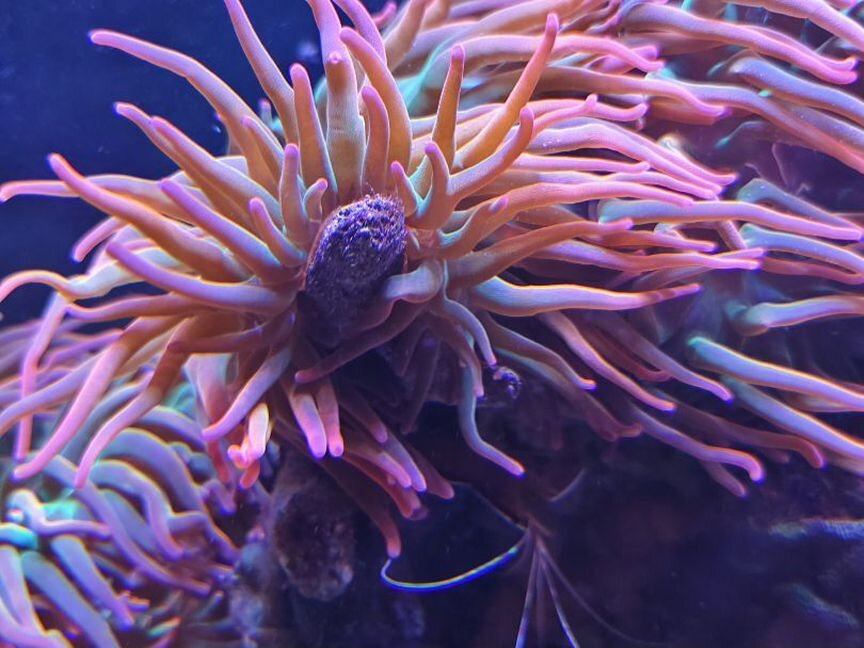 Актиния в морской аквариум