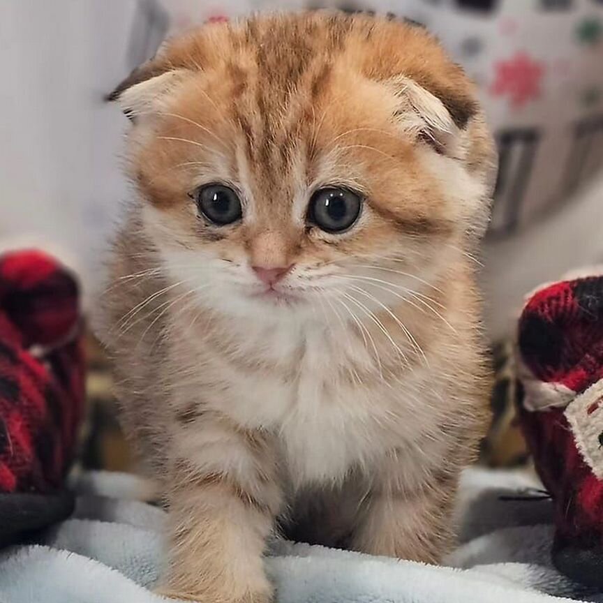 Шотландский вислоухий короткошёрстный котёнок