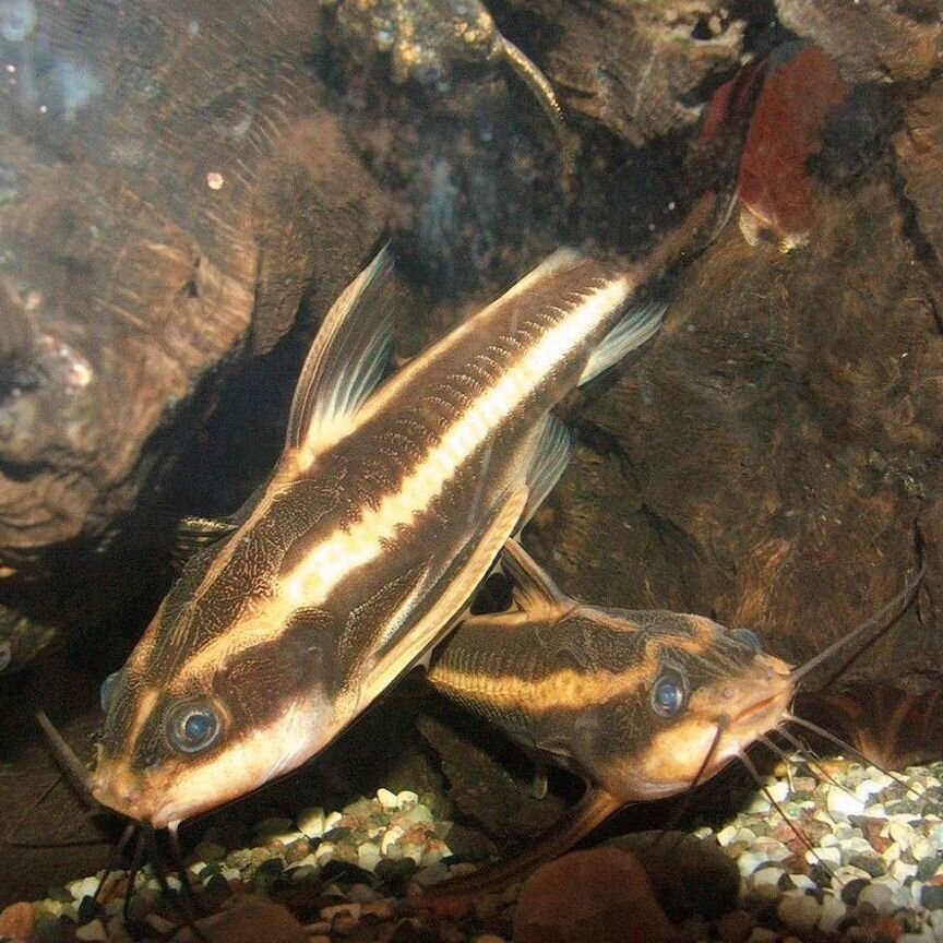 Живая рыба сом